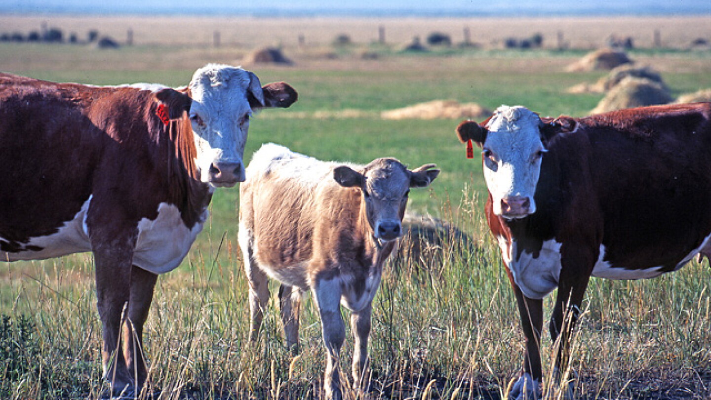 Some Cows' Infertility Linked to Y Chromosome - Drovers