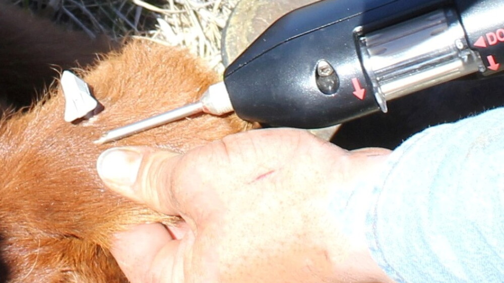 Do’s and Don’ts for Down Cow Care - Bovine Vet