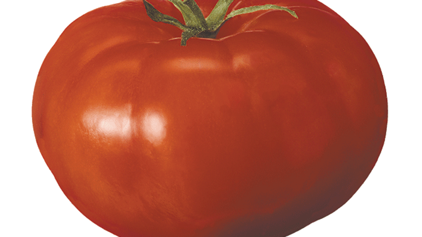 Updated Tomato Metrics outline food safety standards - The Packer