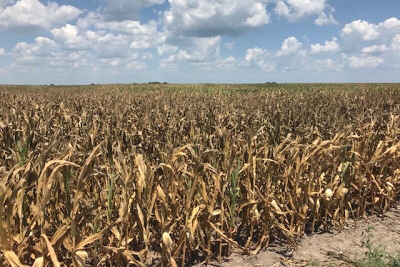 Drought Takes Toll on Missouri Crops, Cattle