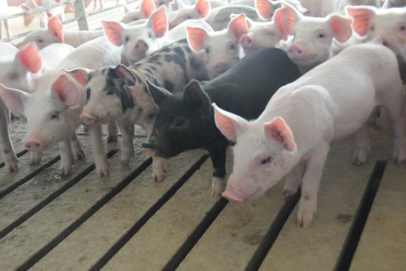 USDA/CVB Issues Notice on Senecavirus A in Biological Products