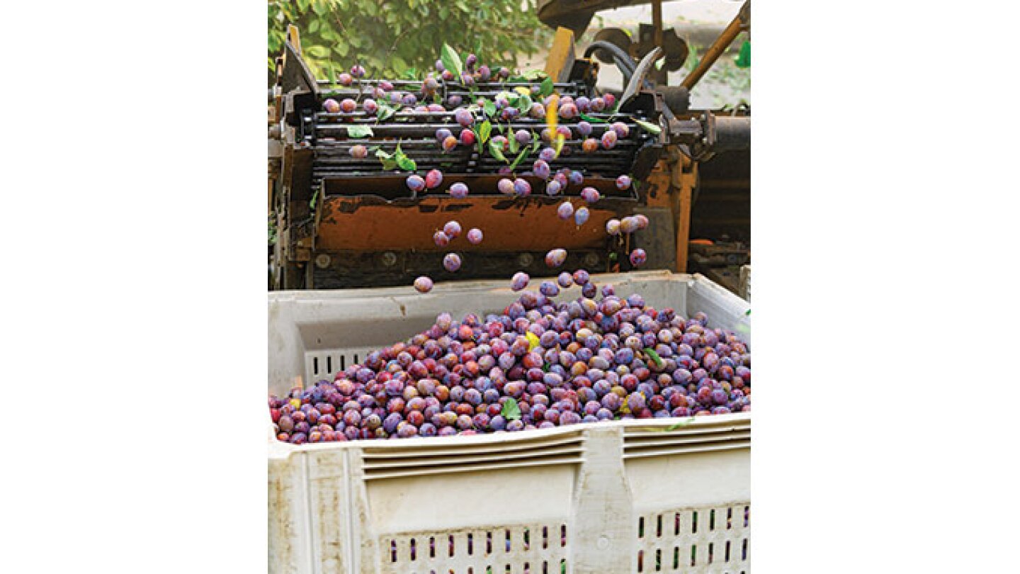 Nuts, dates, dried fruit on a roll - The Packer