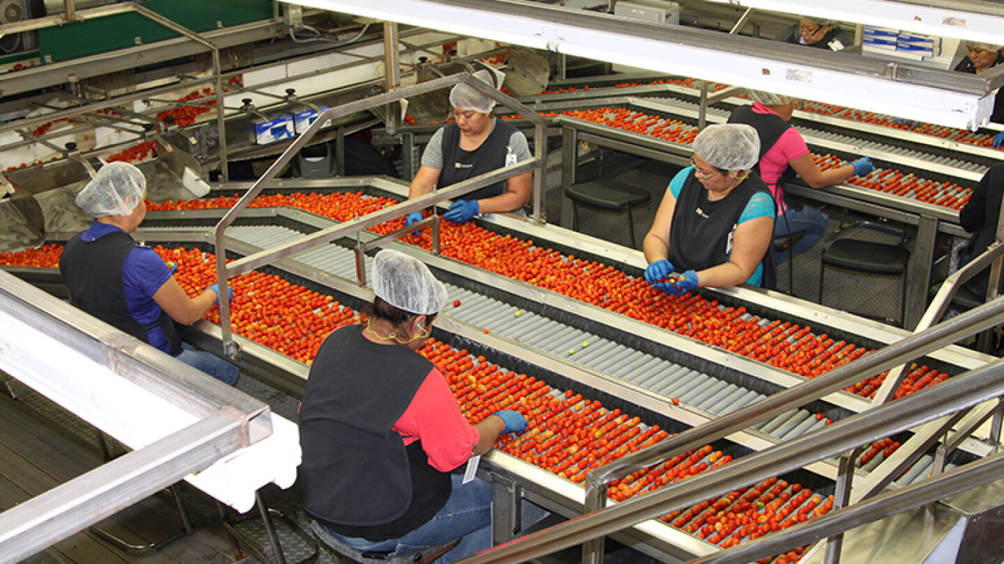 Florida, Mexico tomato groups spar over trade - The Packer