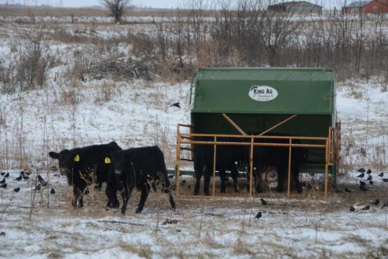 Creep Feeding Fall-Born Calves: Yes or No? - Drovers