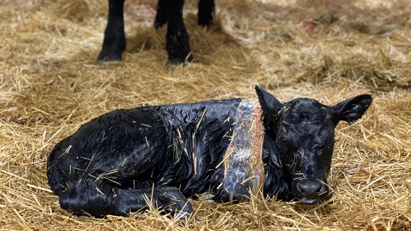 5 Calf Health Considerations to Maximize Immunity, Decrease Disease ...