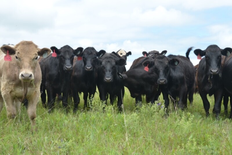 2022 K-State Beef Stocker Field Day Scheduled for Sept. 29