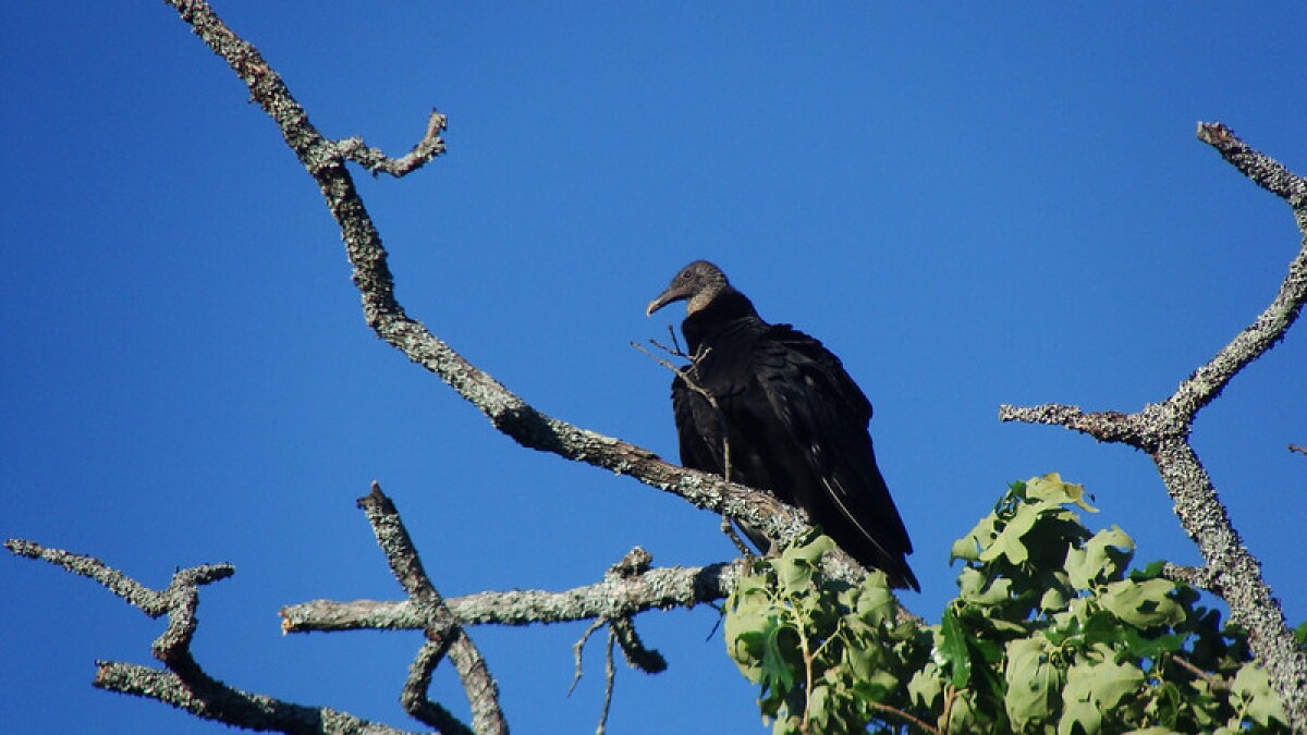 do black vultures kill