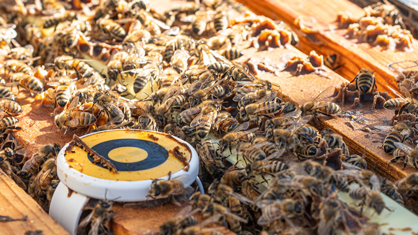 BeeHero’s ‘HeroLink’ provides solar-powered connectivity for future of ...