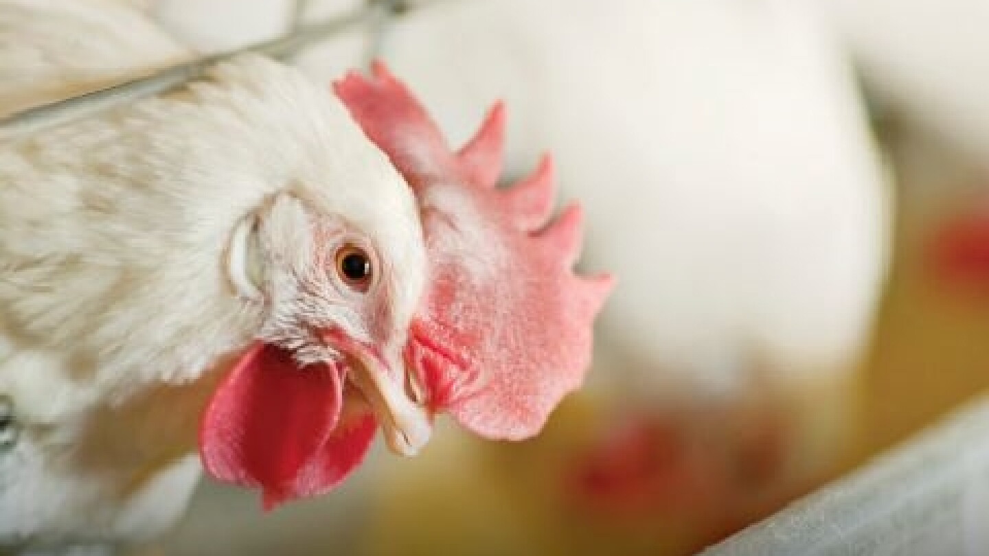 Bird Flu Quarantine to be Lifted on Most Affected Iowa Farms - AgWeb