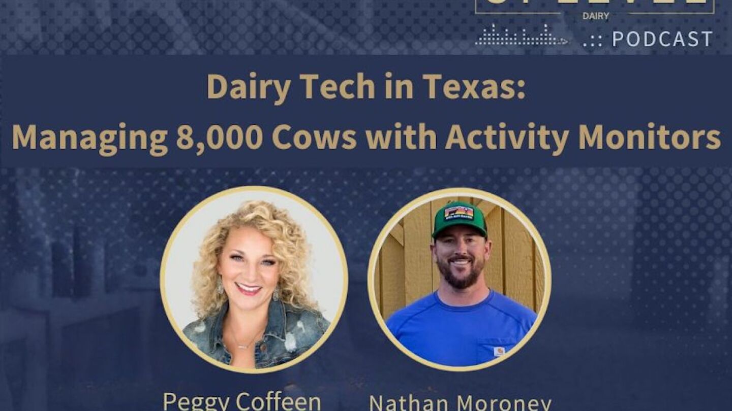 Managing 8,000 Cows with Activity Monitors at Del Rio Dairy - Dairy Herd