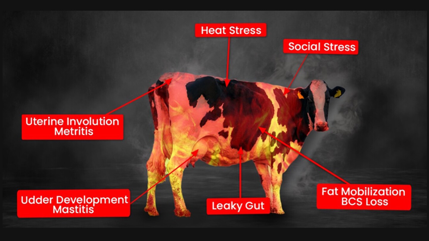 “She’s A Poor Doer…” - Dairy Herd