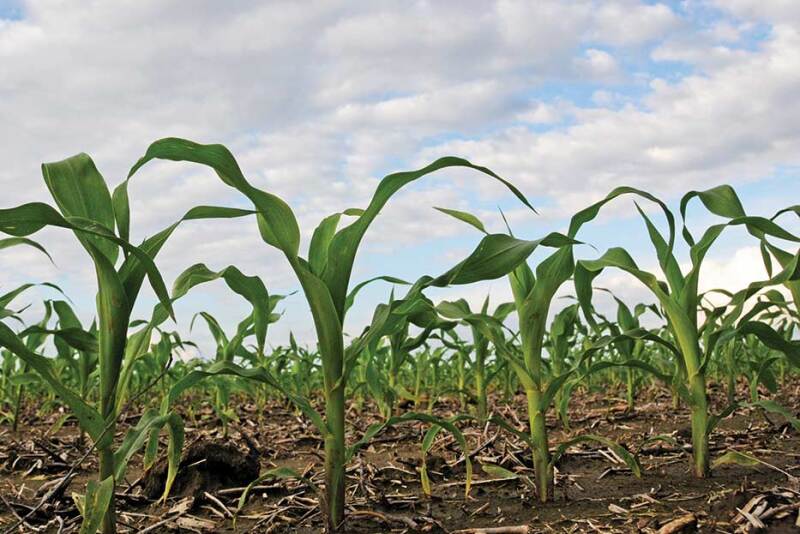 Corn Prices Dip to One-Month Lows as Analysts Spar Over What's Driving ...