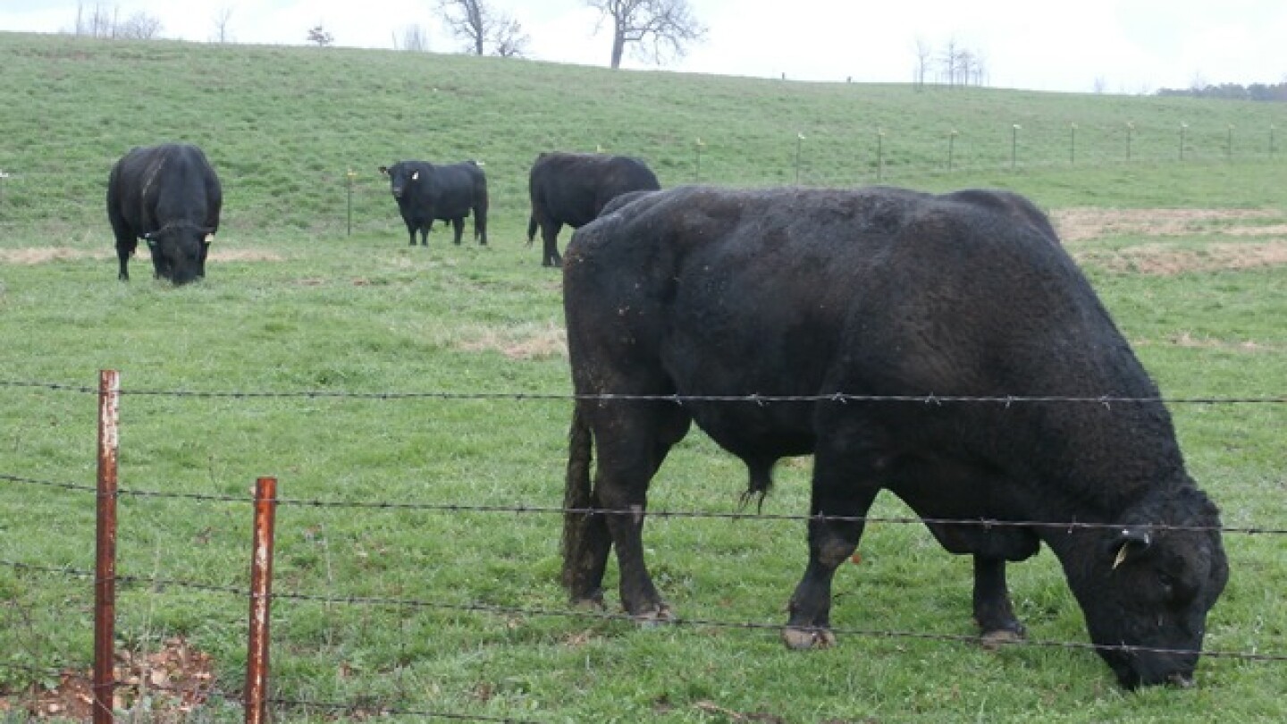 50% of Bulls Fail BSEs due to Poor Sperm Morphology - Bovine Vet