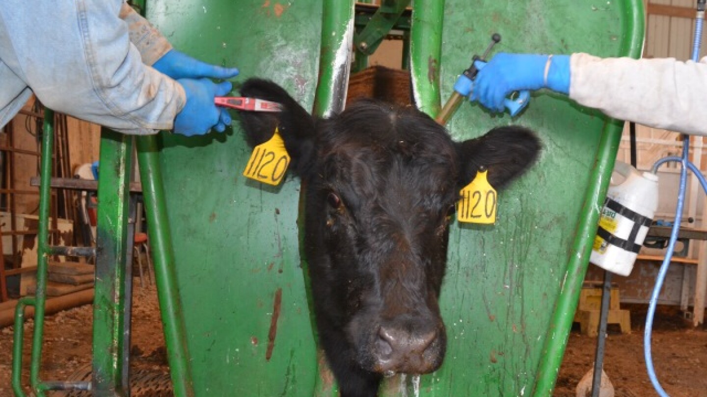 cattle vaccination chart