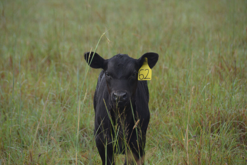Four Considerations For Calf Hernia Repair In The Field - Bovine Vet