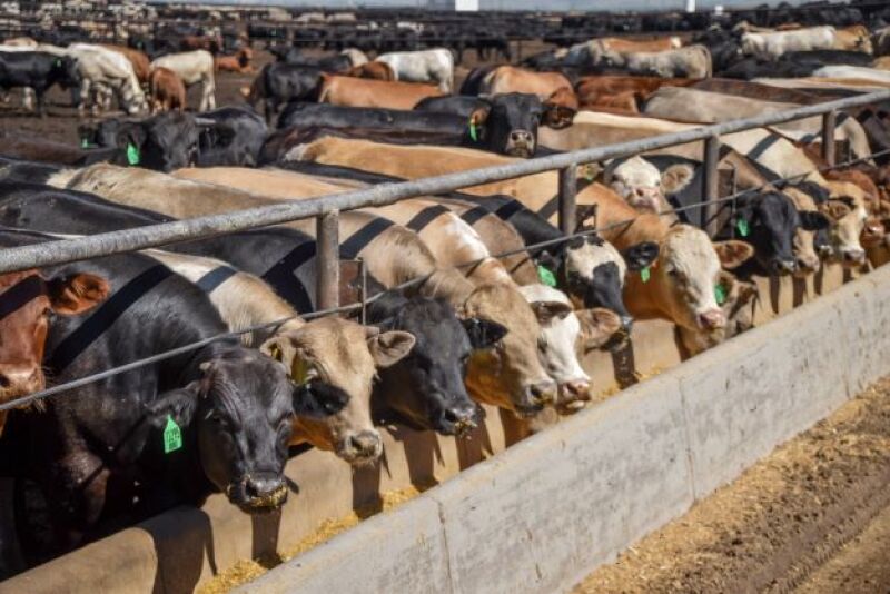 A Review of Feedlot Structure and 2024 Marketings - Drovers