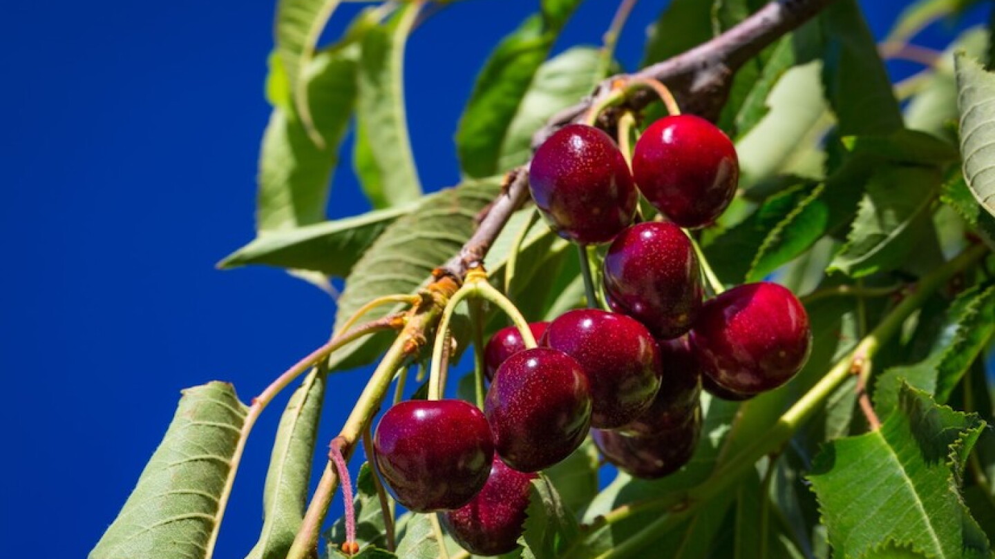 IFG expands the cherry season window with low-chill cherries - The Packer