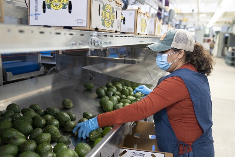 Del Rey Avocado completes overhaul of Fallbrook packinghouse - The ...