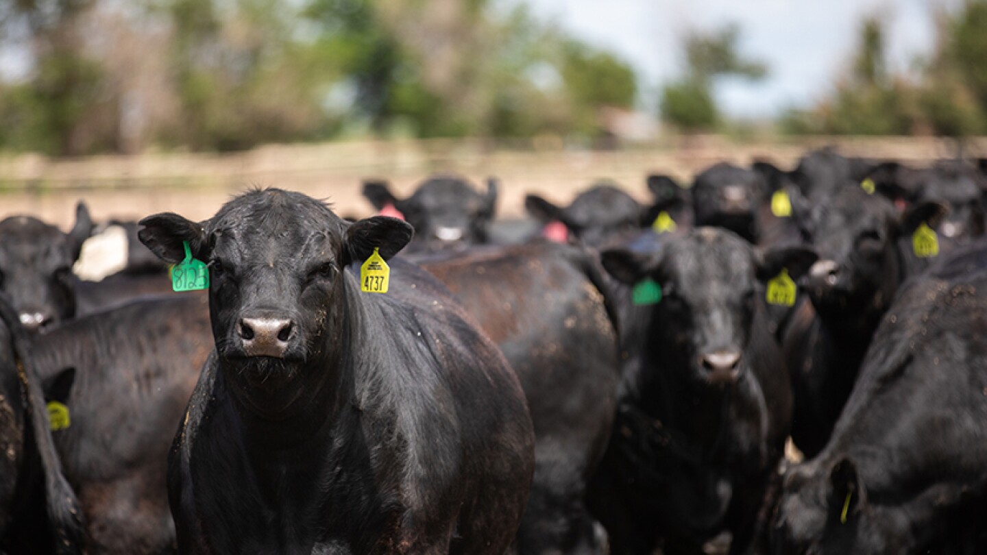 CAB Insider: Middle Meats Lower, Ends Hold Up - Drovers