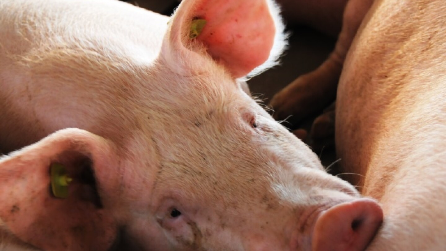 Pork Industry Advances Sustainable Practices - The Packer