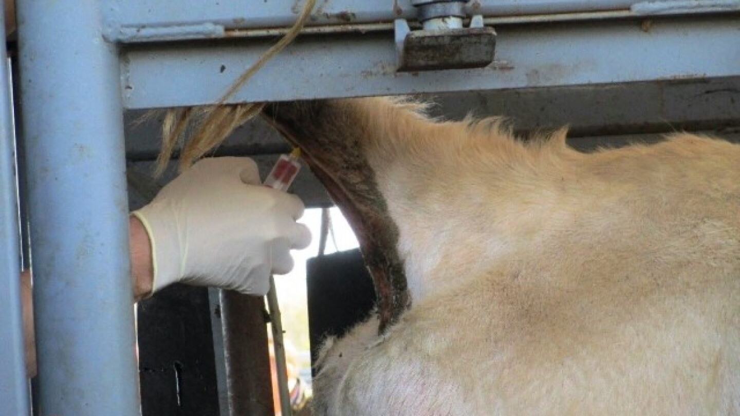 Pregnancy Diagnosis Options for Beef Cattle Producers - Drovers
