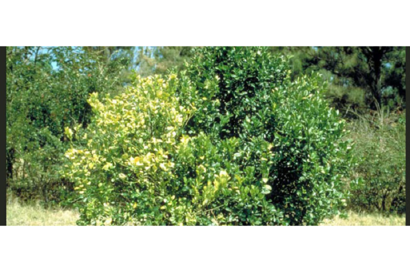 Global fight rages against HLB - The Packer