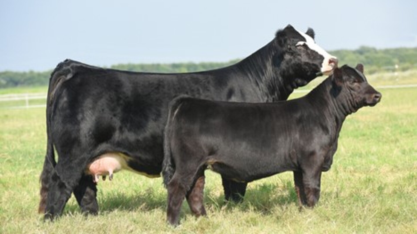 Importance of Reproductive Efficiency