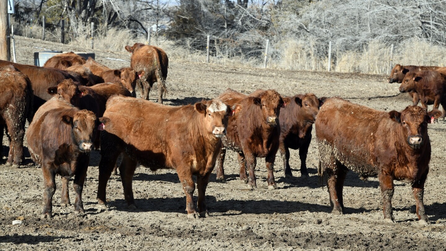 Derrell Peel: Feedlot Dynamics Continue - Drovers