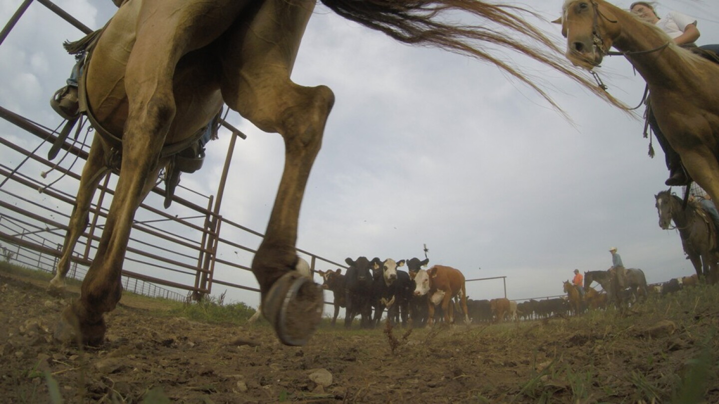 Behind the Scenes Shipping Cattle in the Flint Hills - Drovers