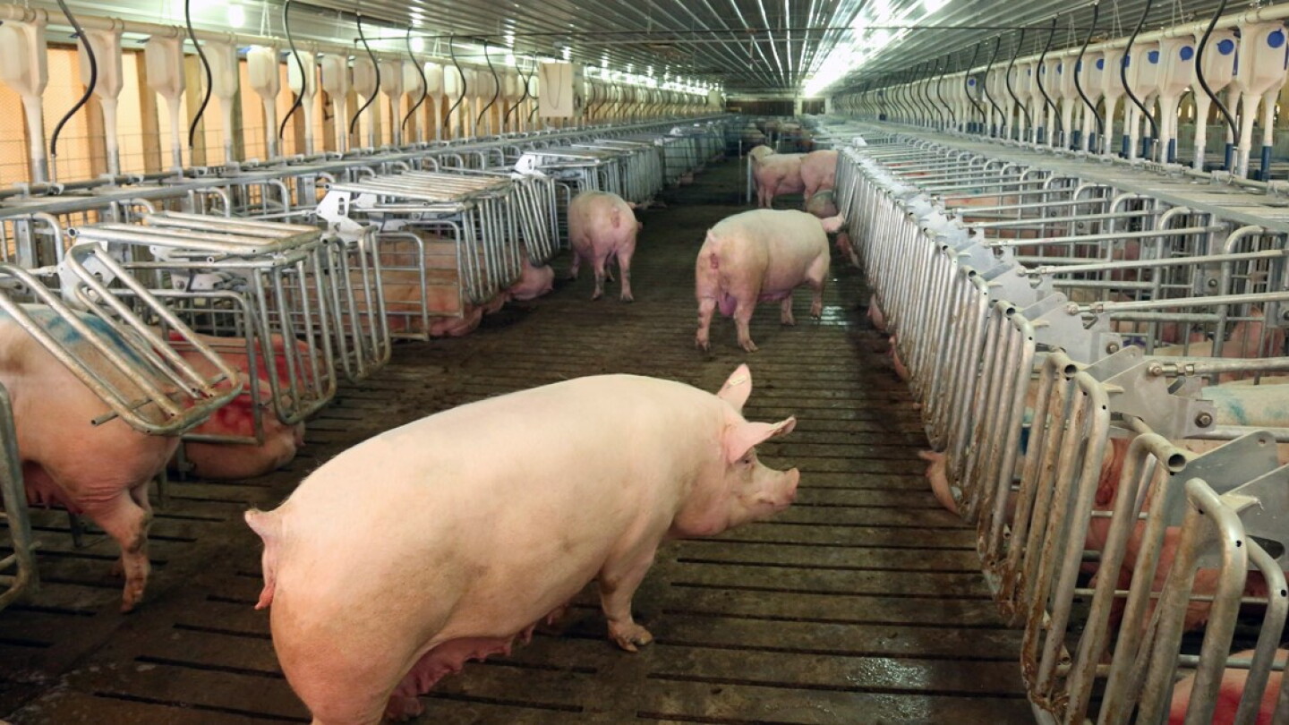 Hogs & Pigs Report: Hog herd unexpectedly expands - Pro Farmer