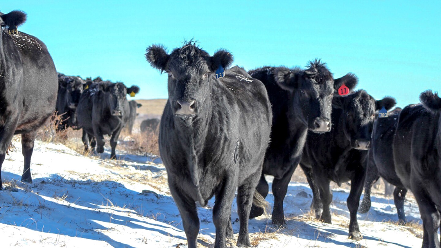 Understanding the Three Stages of Parturition - Drovers