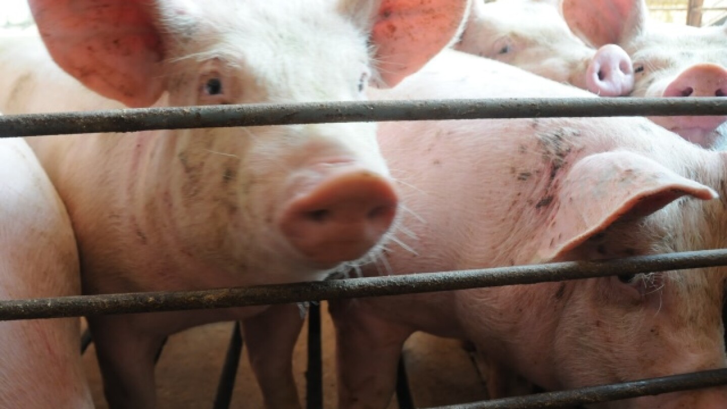 Hogs & Pigs Report: Herd contraction greater than expected, no signs of ...