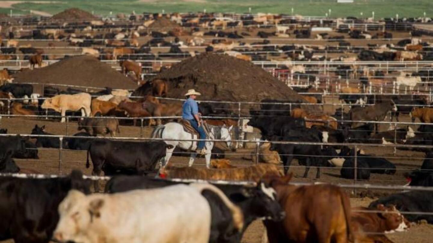 cattle ranchers tariffs