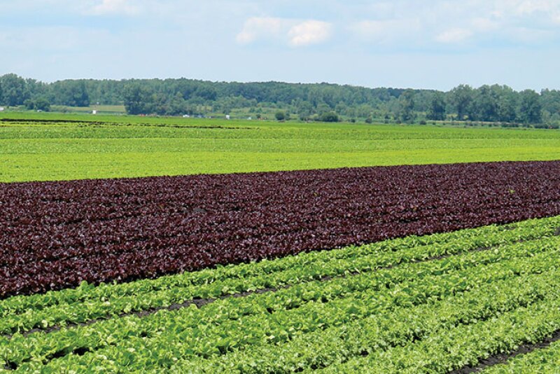 Weather delays Ohio vegetables, but growers optimistic - The Packer