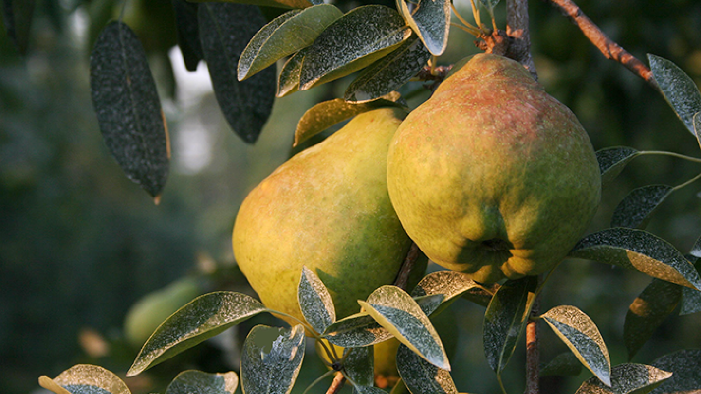 California pear suppliers expect good volume this year - The Packer