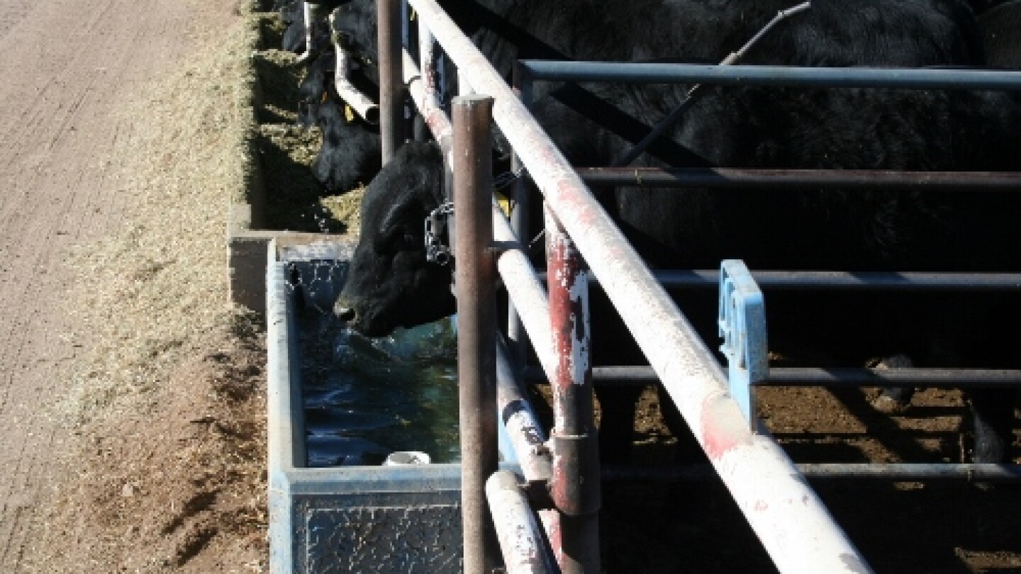 USDA Clarifies Cattle Categories in CFAP Program - Dairy Herd