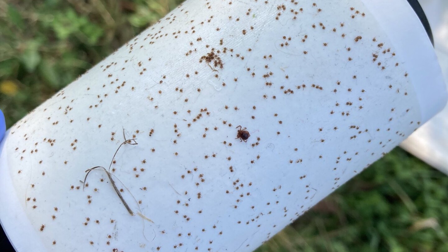 Asian Longhorned Tick Now Found in 19 States - Bovine Vet