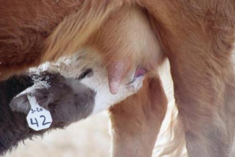 Consider the Cost: Deciding When to Re-treat Calves for BRD