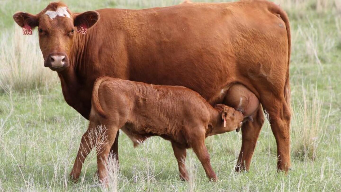 The 3 Stages of Parturition (Calving) - Drovers