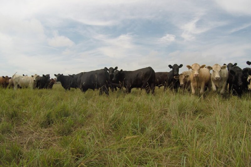 BeefTalk: Beef Production is Sustainable Grass Production - The Packer ...