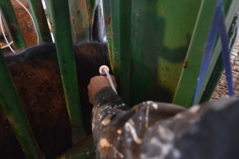 Proper Injection Sites to Remember at Calf-working Time - Drovers