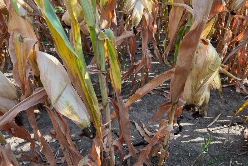 30 Days Left for Iowa Corn Crop to Complete Fill, Pack On Yield - AgWeb