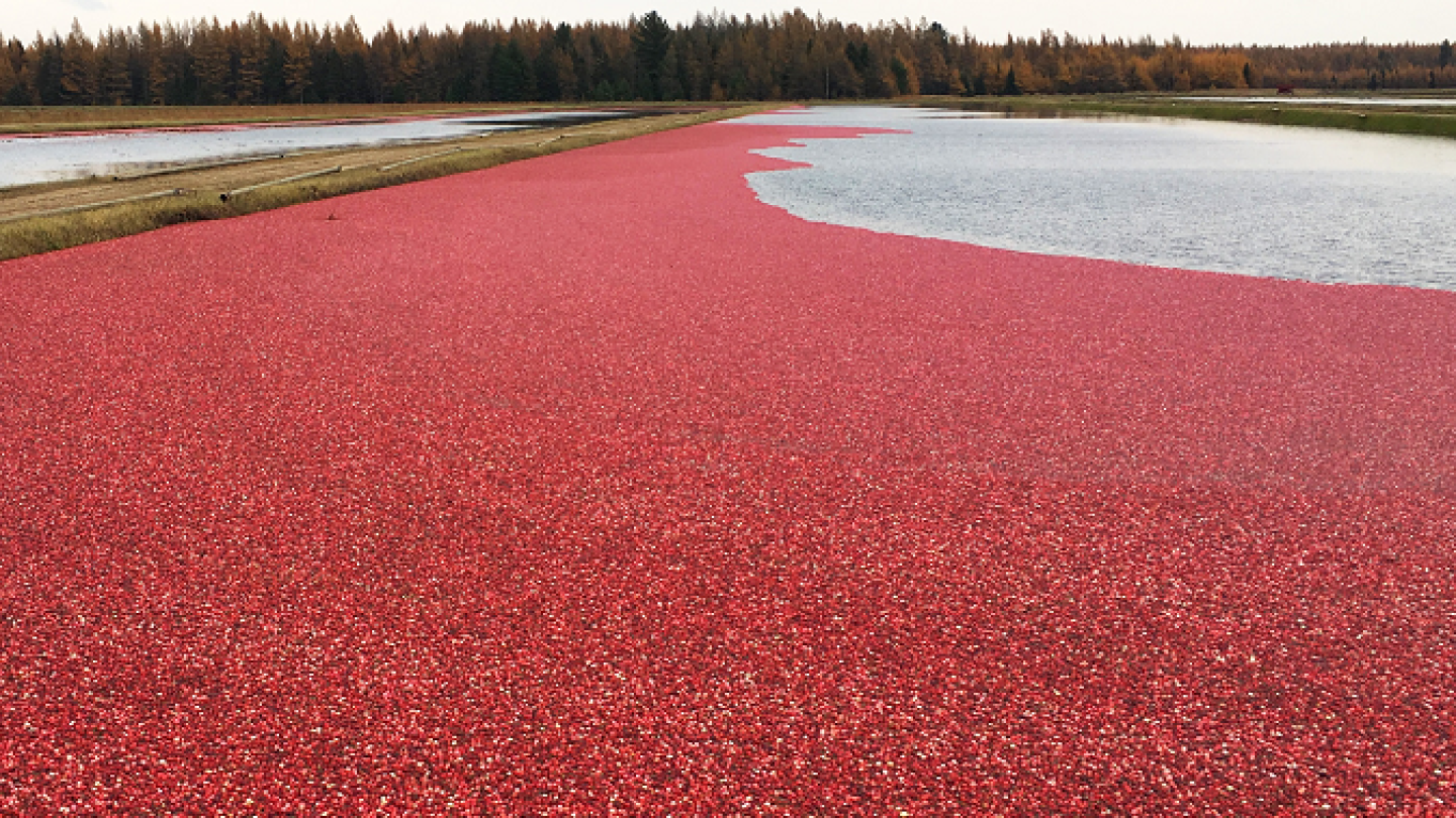 USDA forecasts cranberry crop up 1% - The Packer