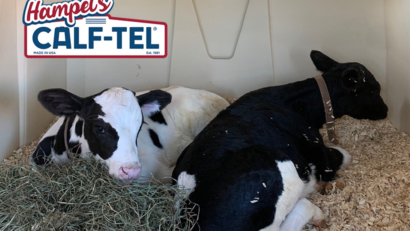 What Can We Do Better for Calves? - Dairy Herd