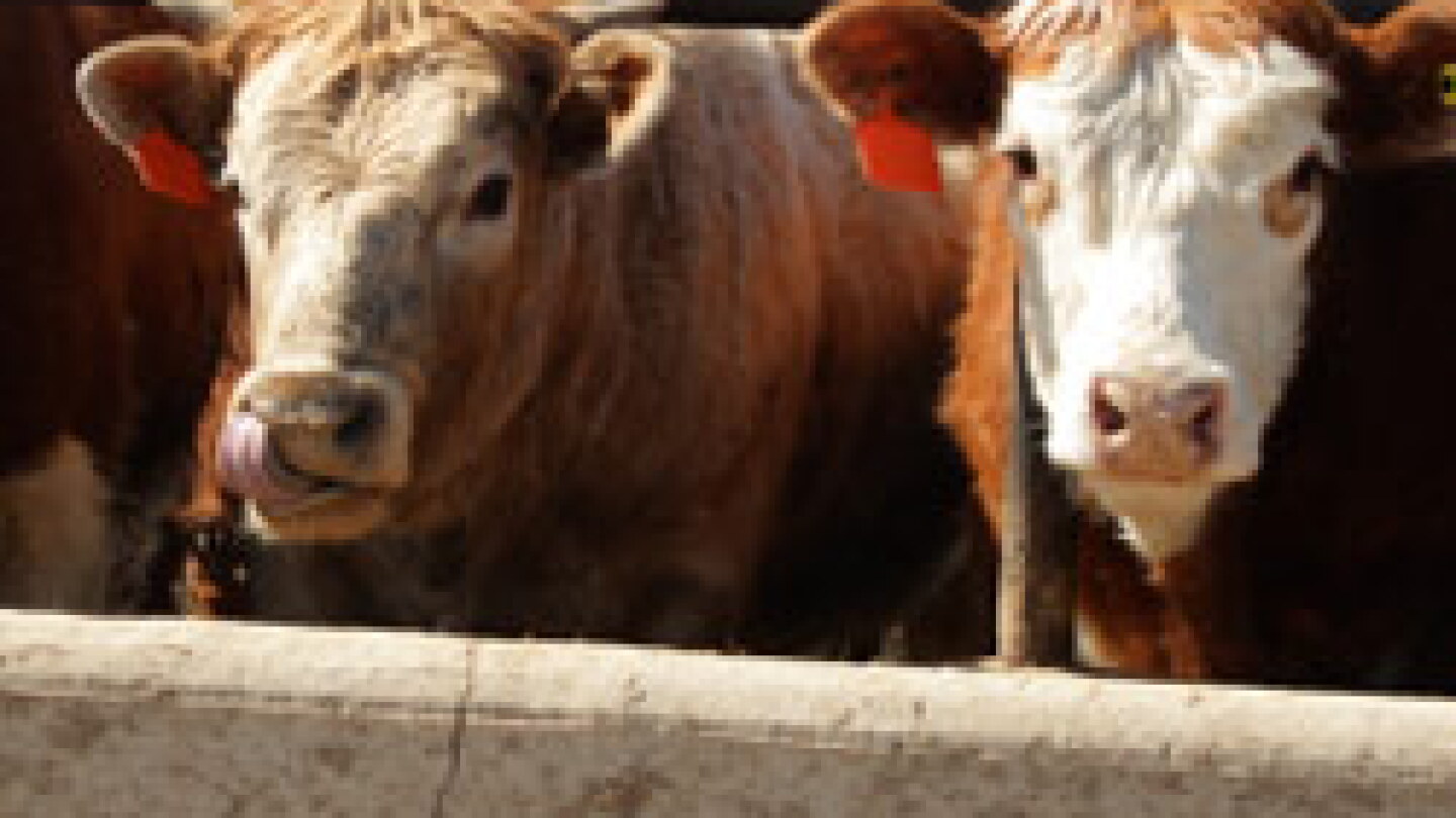 Receiving Cattle This Fall? Consider These Six Factors. - Drovers