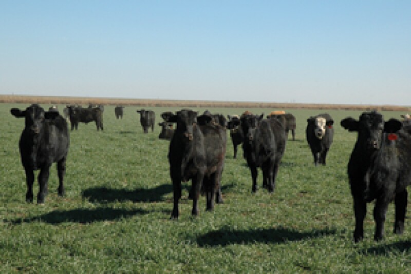 How Does Extended Wheat Stocker Grazing Impact Economic Returns?