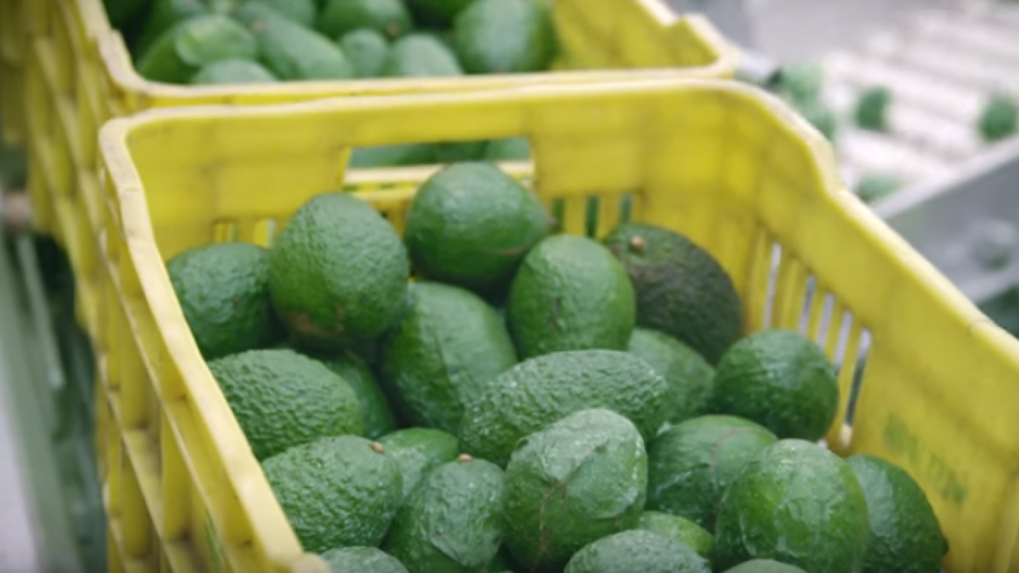 West Pak to introduce 3 organic avocado labels - The Packer