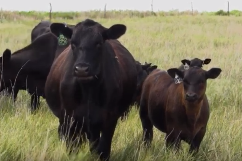 does anthrax come from cows