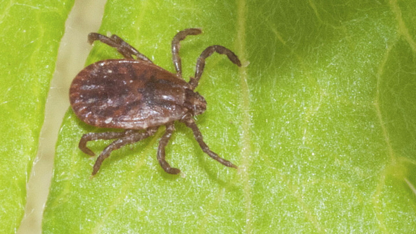 Emergency FDA Approval Sought for Tick-Borne Cattle Disease Treatment ...