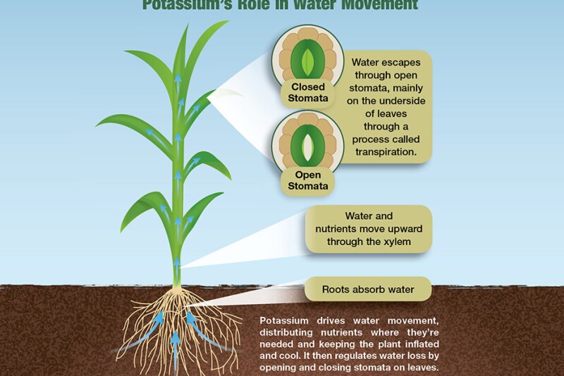 corm plants function
